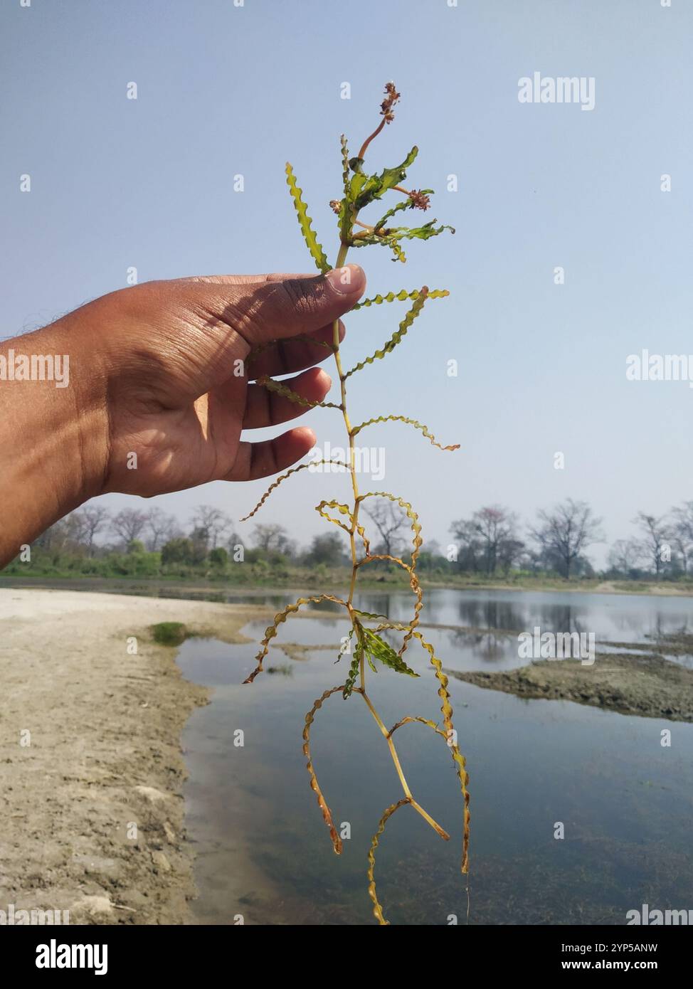 Curly-leaf Pondweed (Potamogeton crispus Stock Photo - Alamy