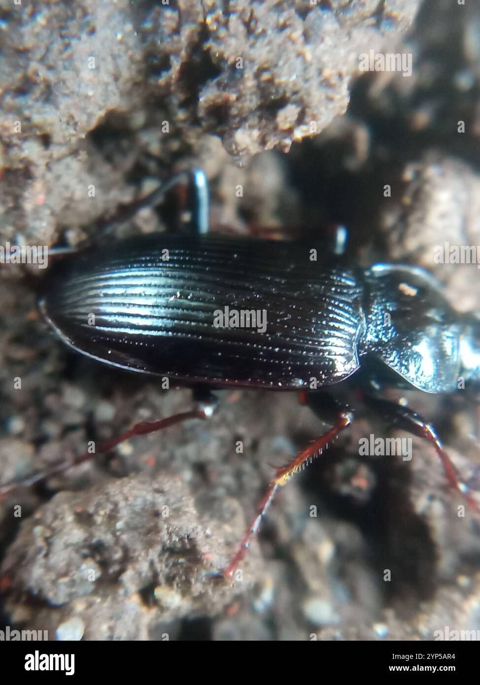 European Gazelle Beetle (Nebria brevicollis Stock Photo - Alamy