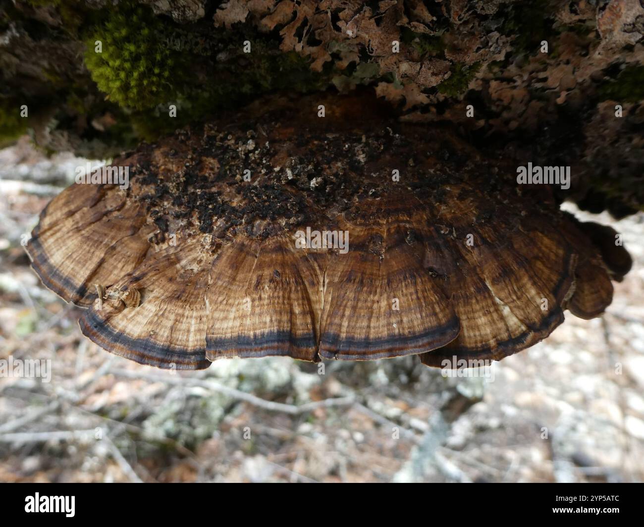 Thin-walled Maze Polypore (Daedaleopsis confragosa Stock Photo - Alamy