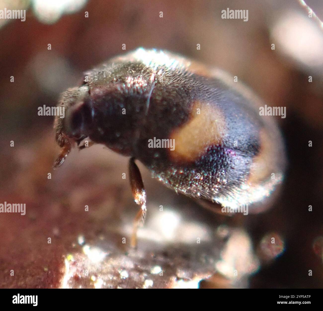 Four-spotted Nephus (Nephus quadrimaculatus Stock Photo - Alamy