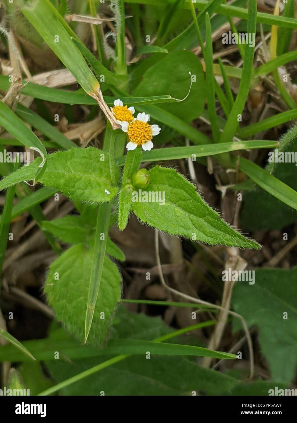 Gallant Soldier (Galinsoga parviflora Stock Photo - Alamy