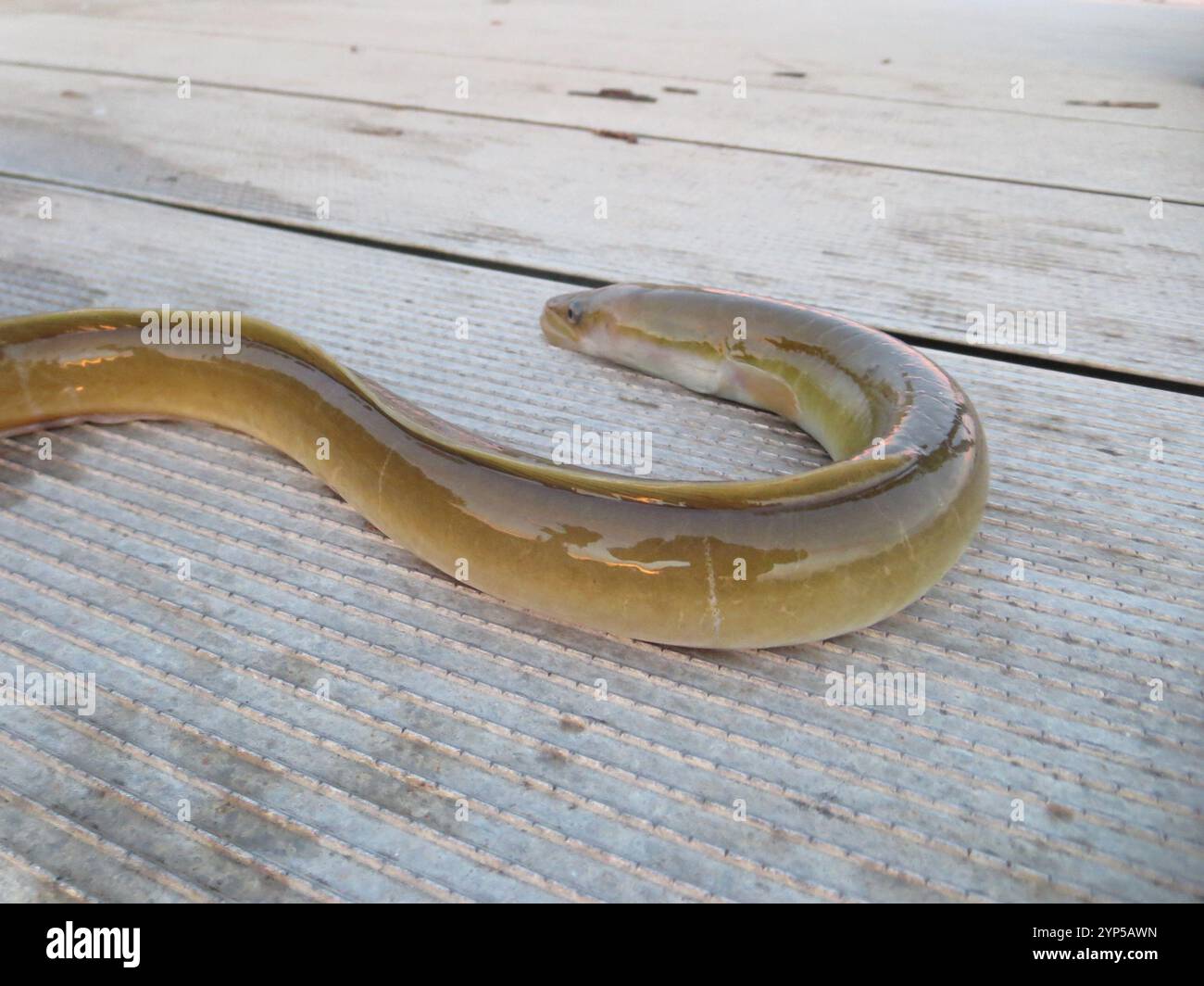 American Eel (Anguilla rostrata Stock Photo - Alamy