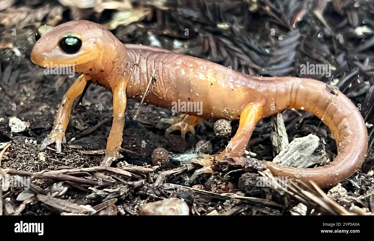 Yellow-eyed Ensatina (Ensatina eschscholtzii xanthoptica Stock Photo ...
