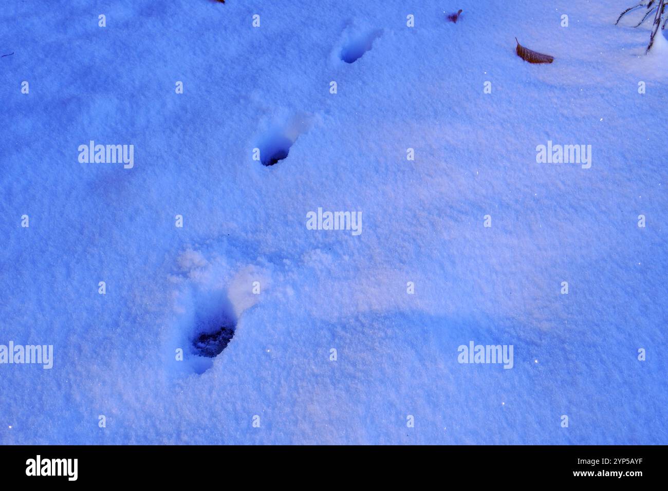 Animal footprint on snow hi-res stock photography and images - Alamy