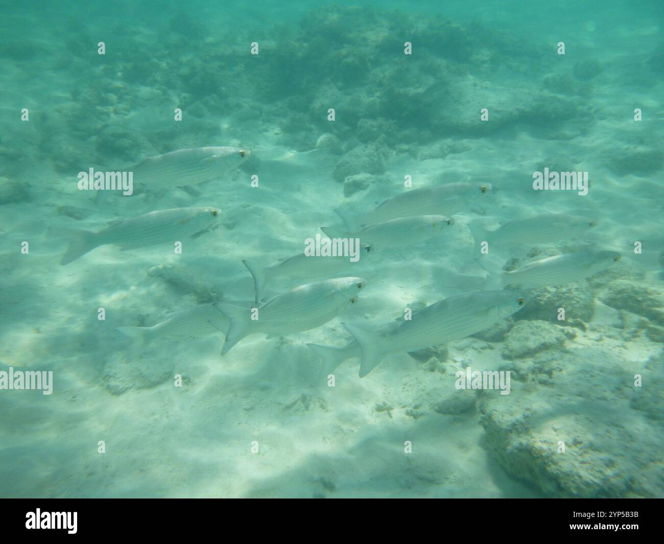White Mullet (Mugil curema Stock Photo - Alamy