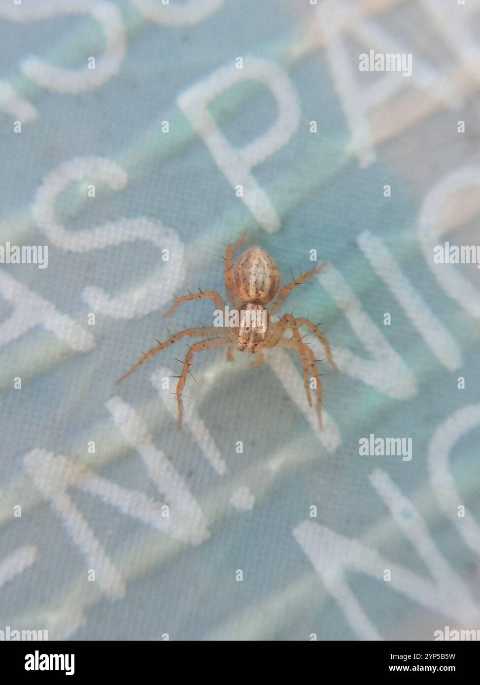 Grass lynx spiders (Oxyopes Stock Photo - Alamy