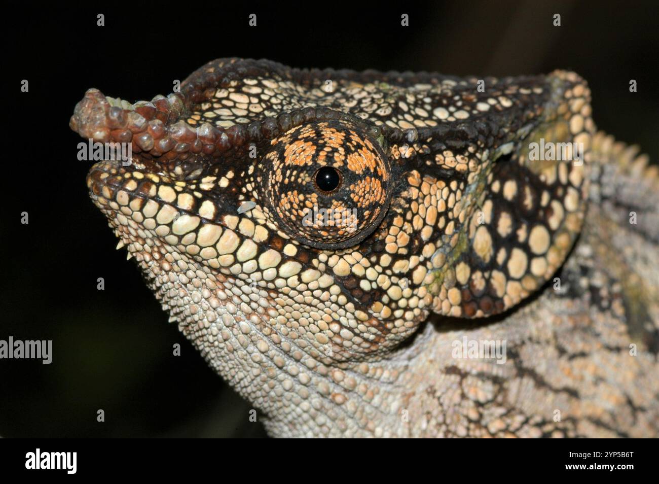 Short-horned Chameleon (Calumma brevicorne Stock Photo - Alamy