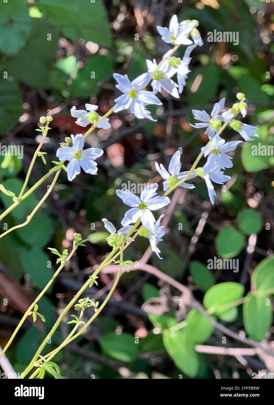 hillside woodland star (Lithophragma heterophyllum Stock Photo - Alamy