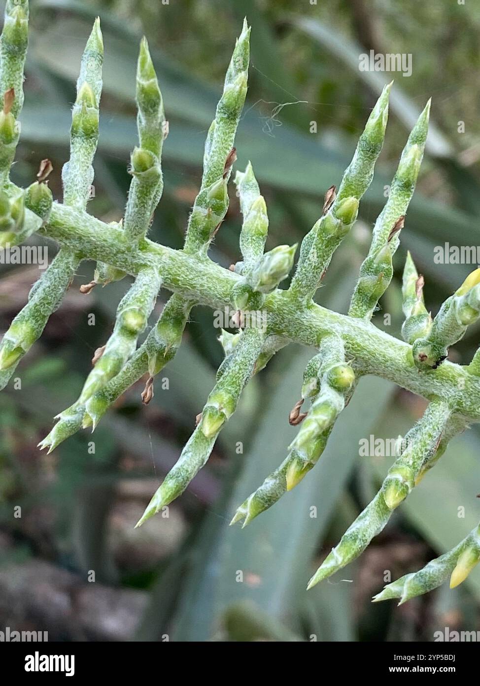 vase bromeliad (Aechmea bracteata Stock Photo - Alamy