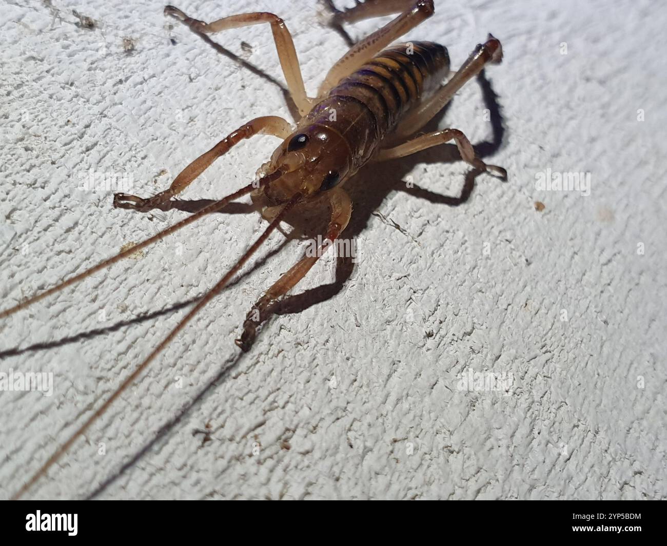 Wellington Tree Wētā (Hemideina crassidens Stock Photo - Alamy