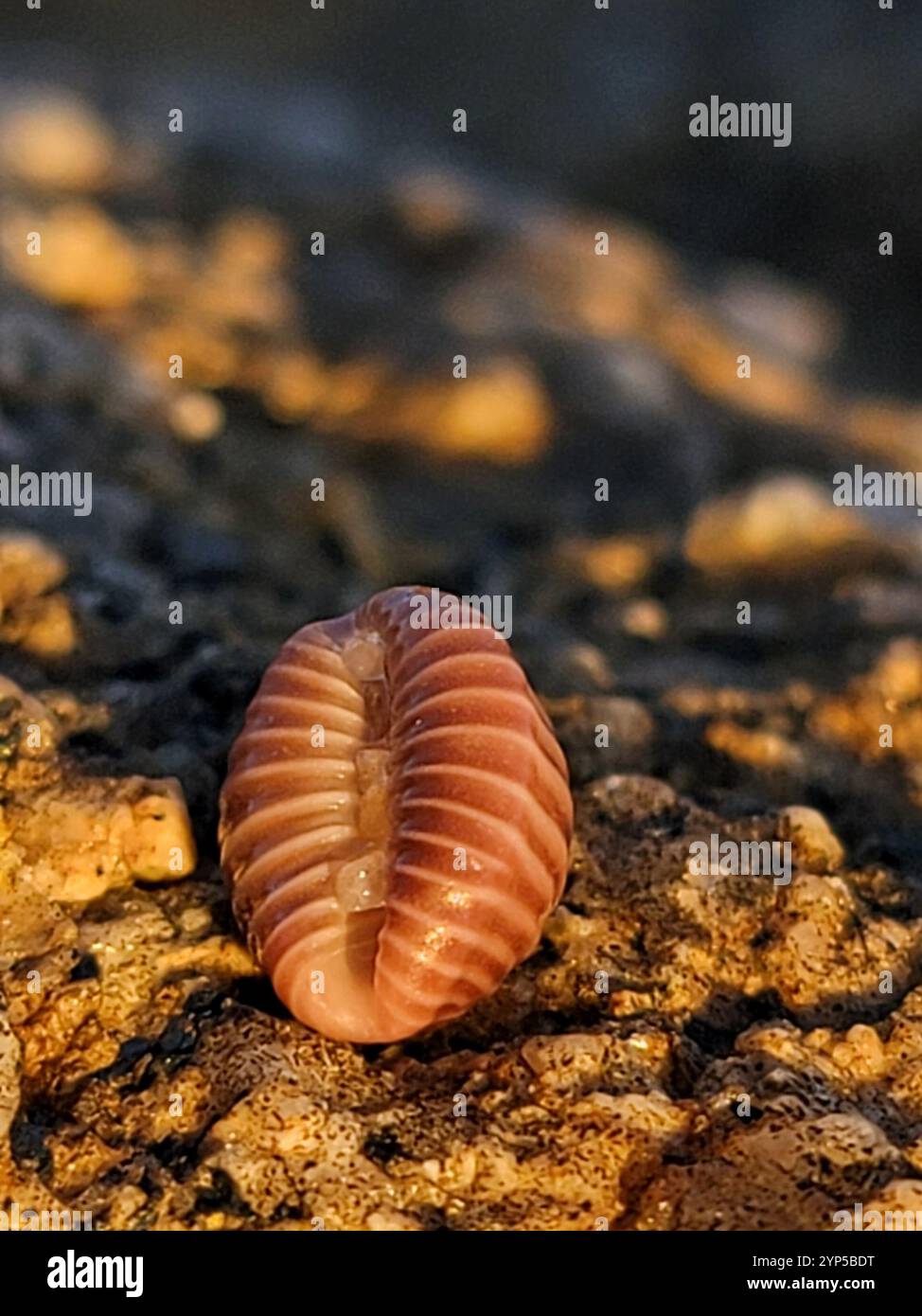 Coffee Bean Trivia (Pseudopusula californiana Stock Photo - Alamy