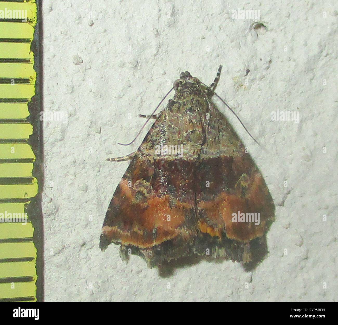 Tussock Moths (Lymantriinae Stock Photo - Alamy