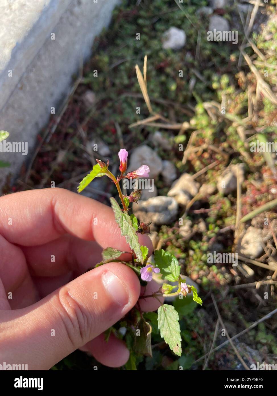 Pyramid Flower (Melochia pyramidata Stock Photo - Alamy