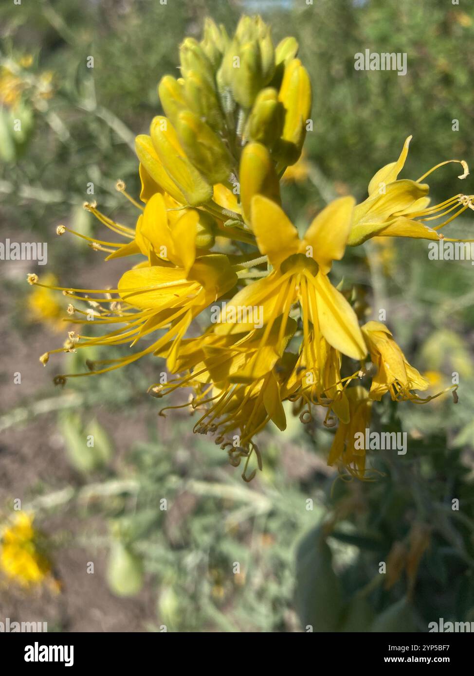 Bladderpod (Cleomella arborea Stock Photo - Alamy