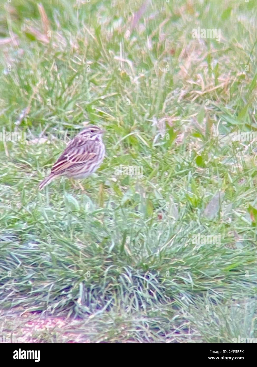 Savannah Sparrow (Passerculus sandwichensis Stock Photo - Alamy