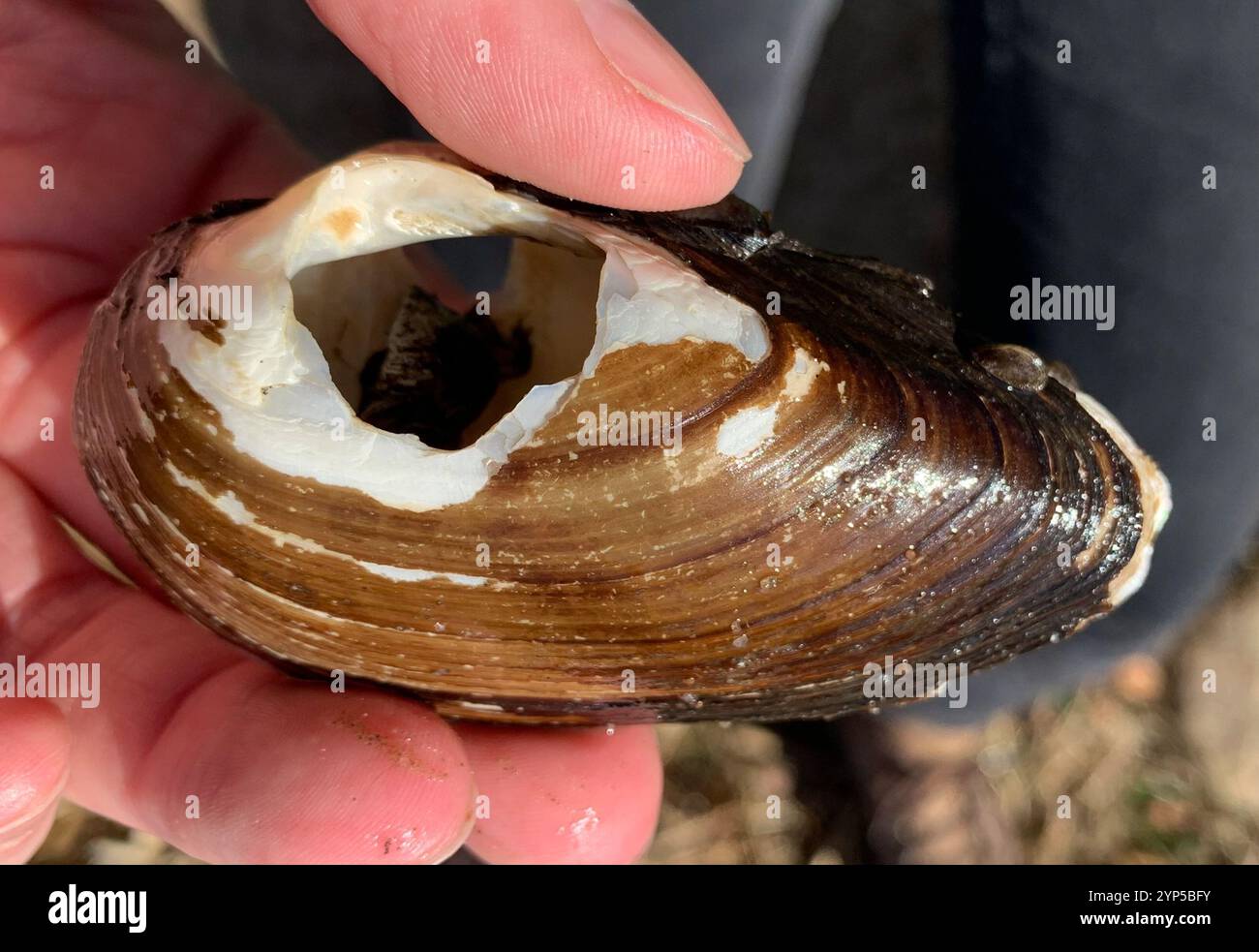 Swollen River-mussel (Unio tumidus Stock Photo - Alamy