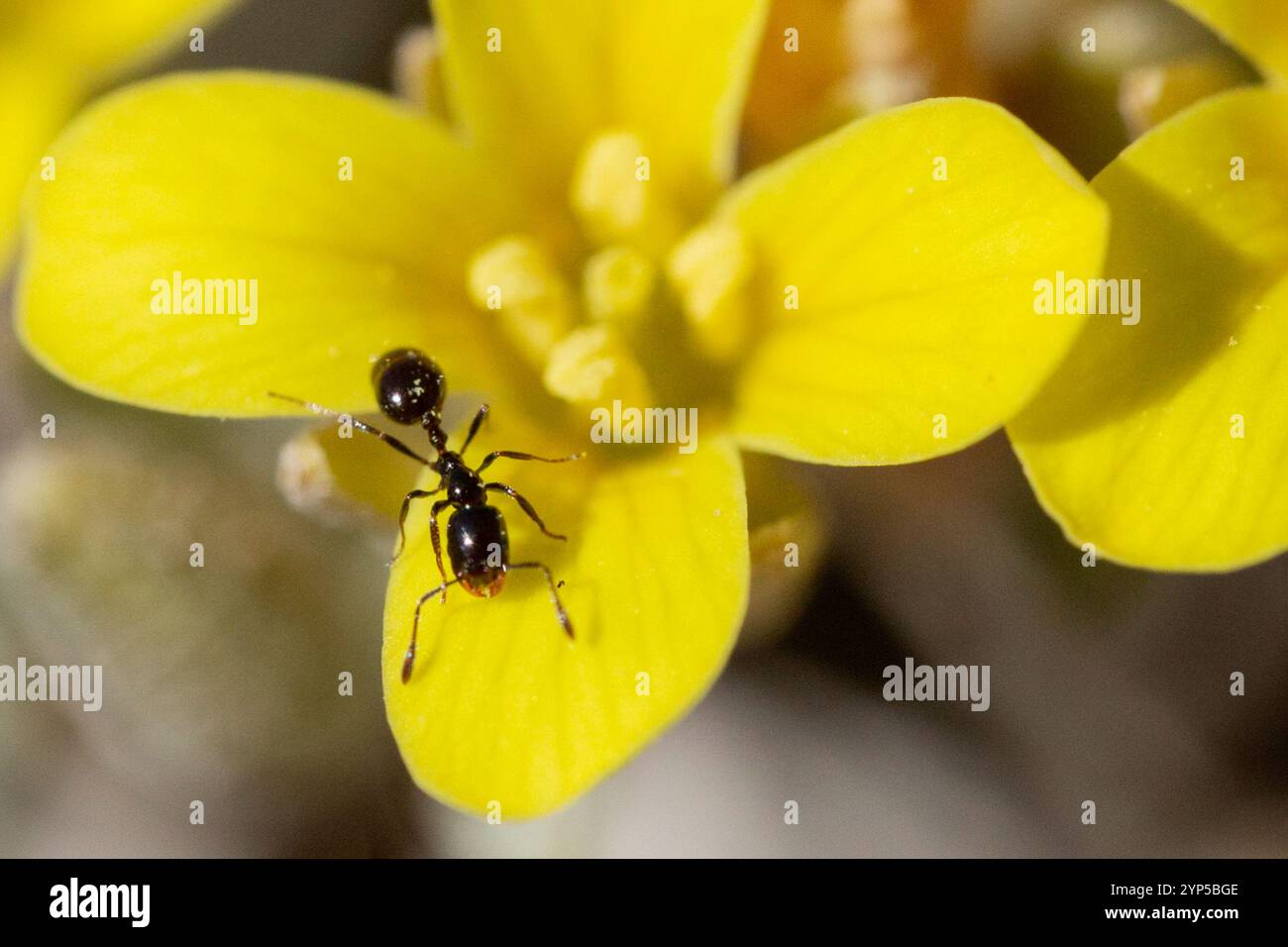 Timid ants hi-res stock photography and images - Alamy