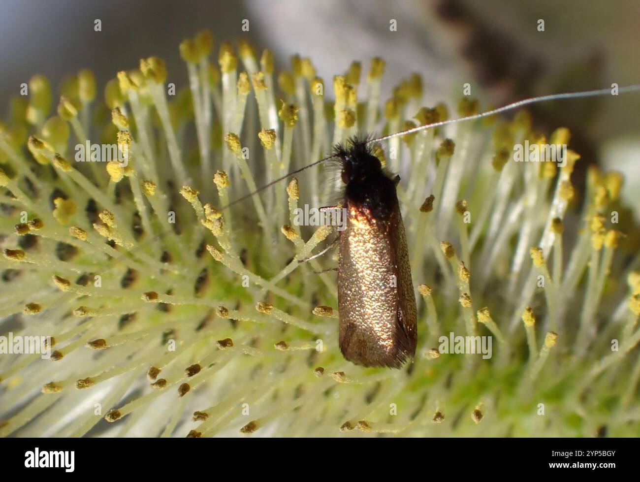 Early Longhorn (Adela cuprella Stock Photo - Alamy