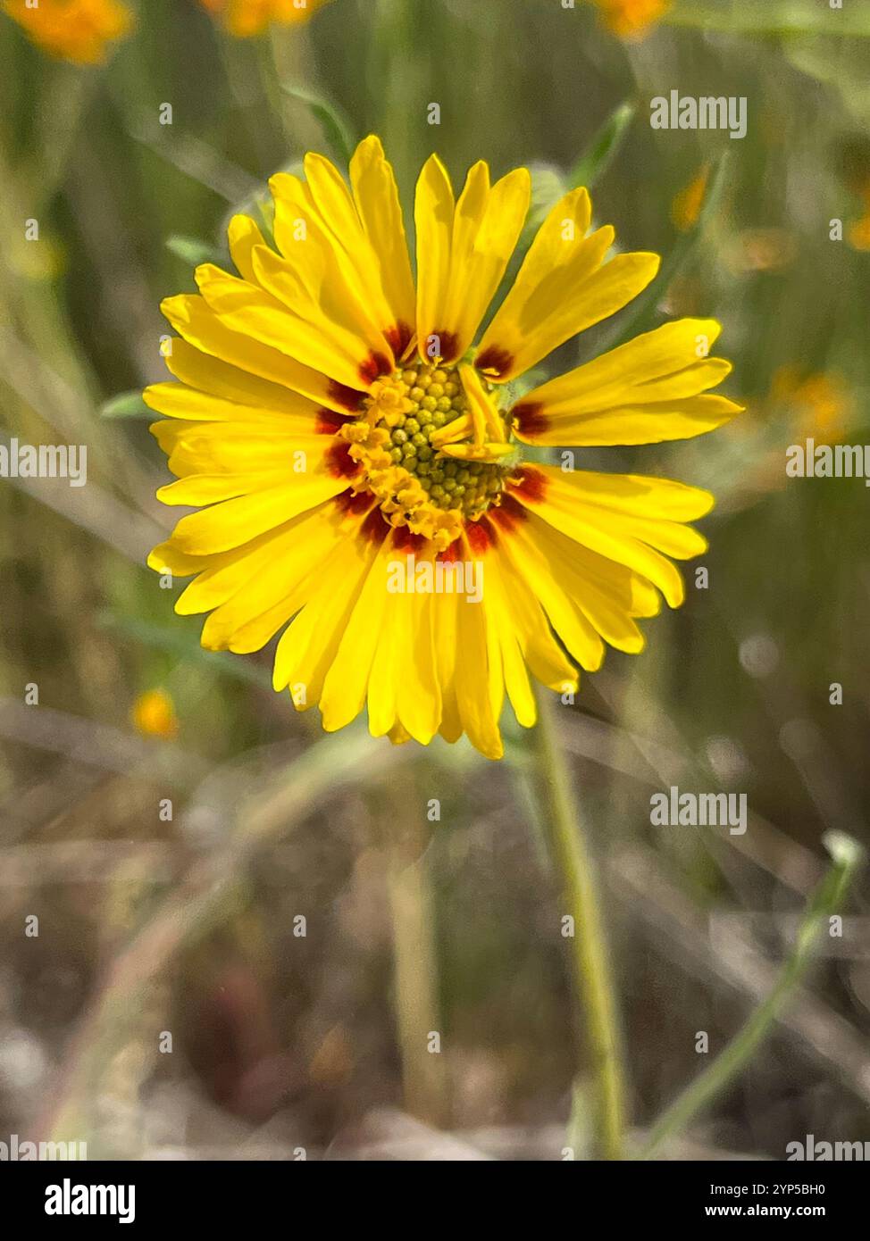 Common Madia (Madia elegans Stock Photo - Alamy
