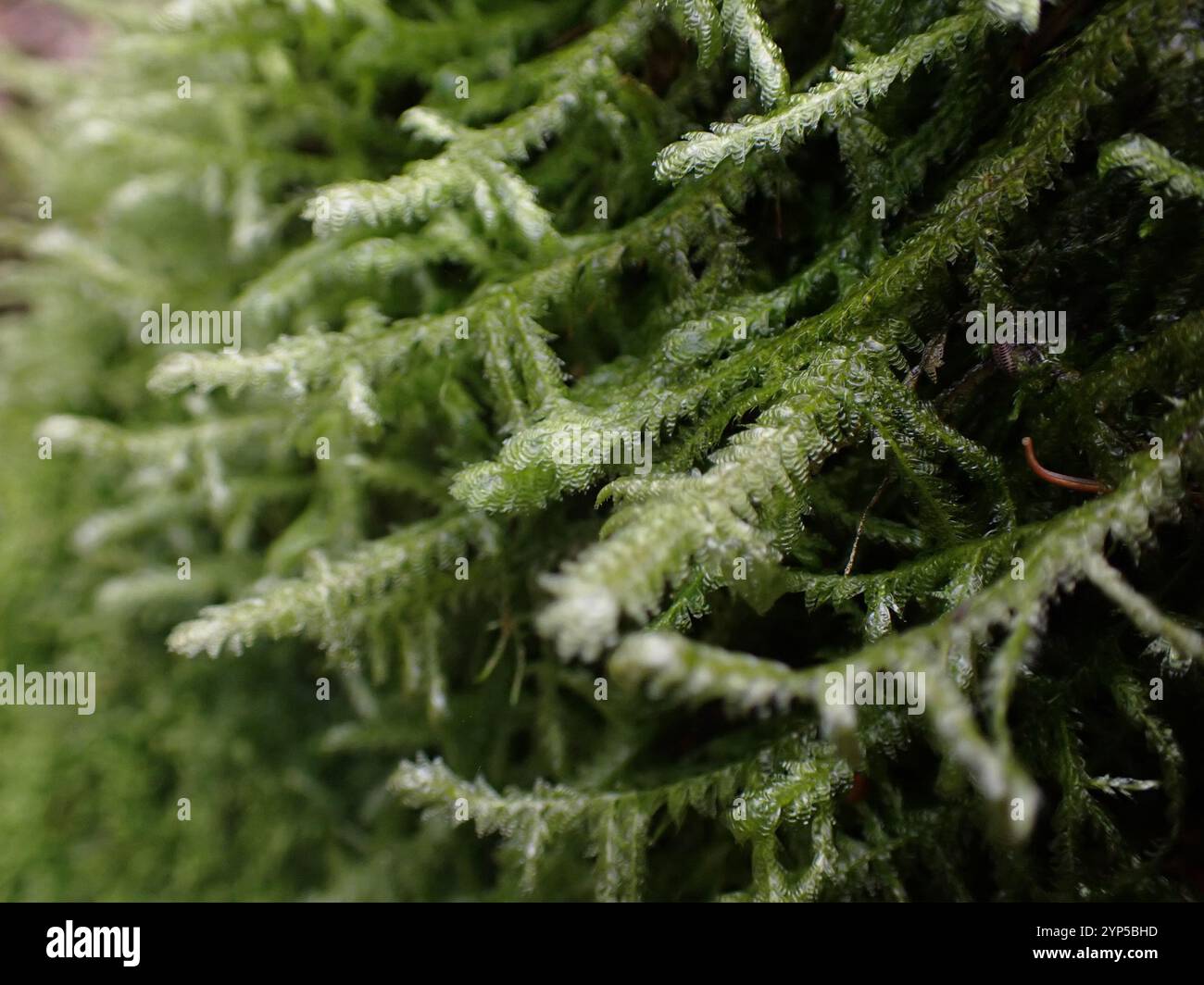 Douglas' Neckera Moss (Neckera douglasii Stock Photo - Alamy