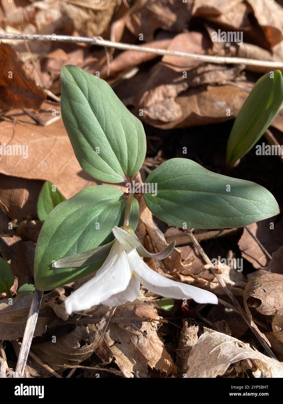 snow trillium (Trillium nivale Stock Photo - Alamy