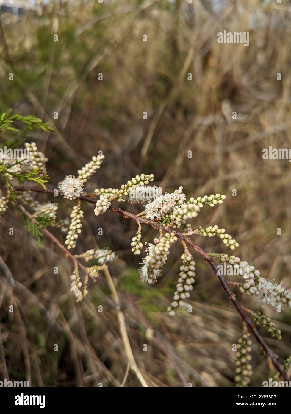 Tamarix africana hi-res stock photography and images - Alamy