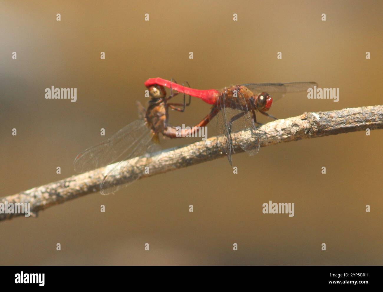 Brown backed red marsh hi-res stock photography and images - Alamy