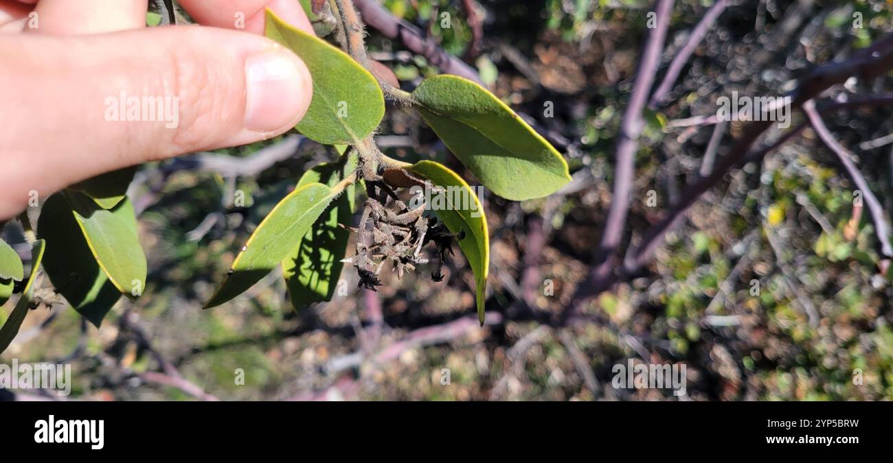 Transverse Range Manzanita (Arctostaphylos glandulosa mollis Stock ...