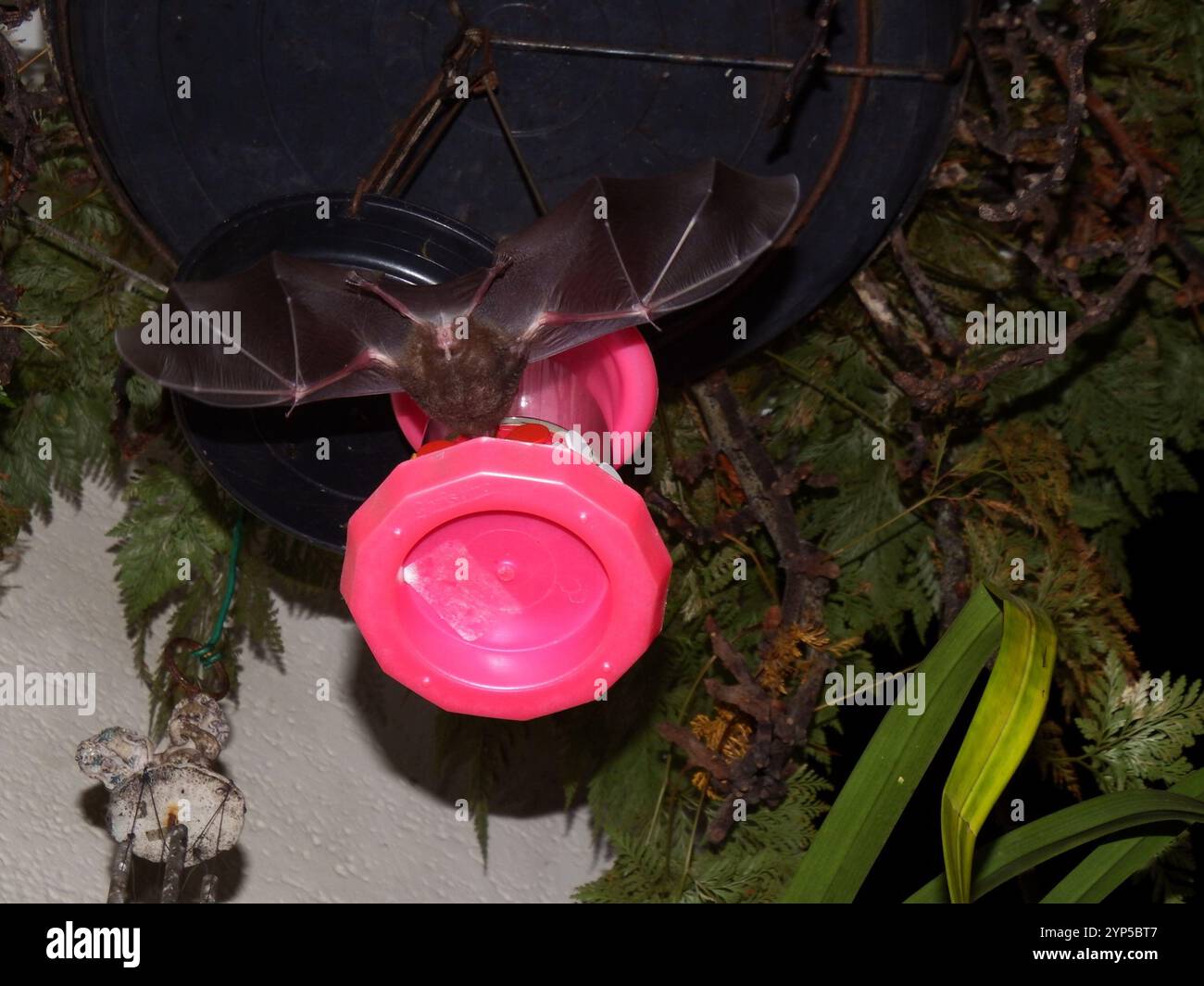 New World Leaf-nosed Bats (Phyllostomidae Stock Photo - Alamy