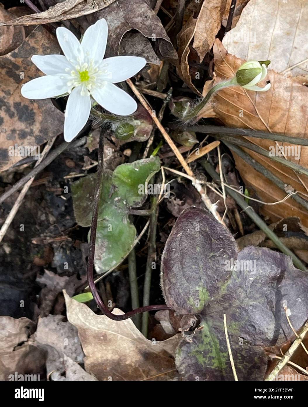 sharp-lobed hepatica (Hepatica acutiloba Stock Photo - Alamy