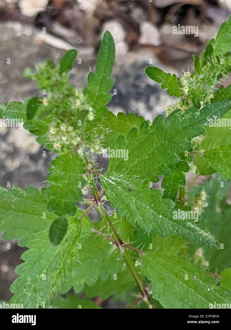 heartleaf nettle (Urtica chamaedryoides Stock Photo - Alamy