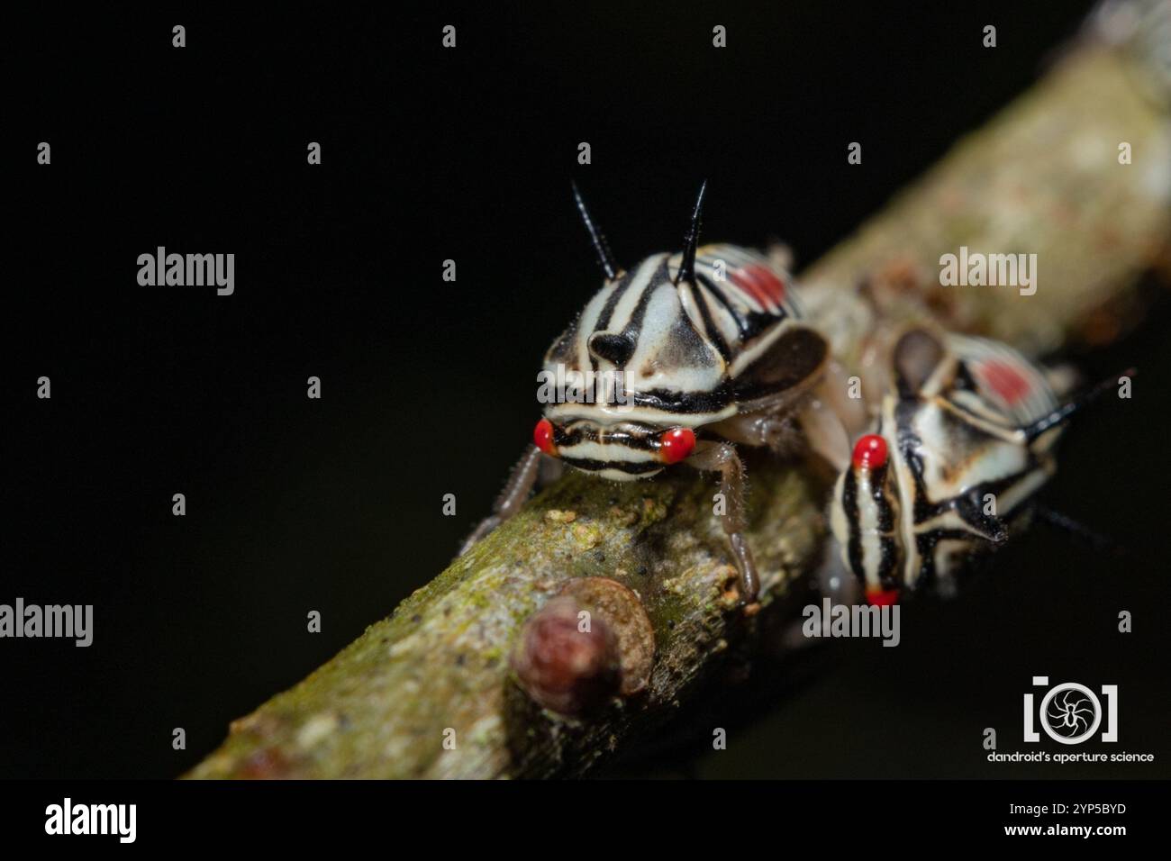 Oak Treehopper (Platycotis vittata Stock Photo - Alamy