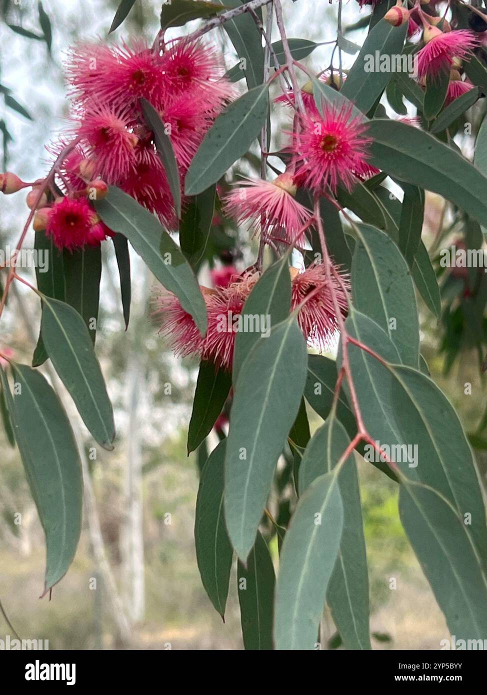 Peruvian Pepper Tree (Schinus molle Stock Photo - Alamy
