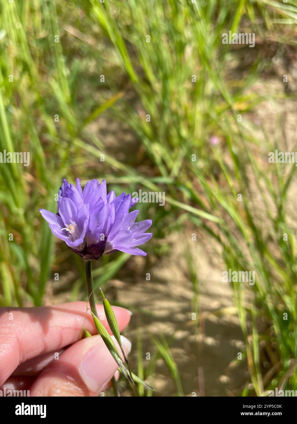 Blue Dicks (Dipterostemon capitatus Stock Photo - Alamy