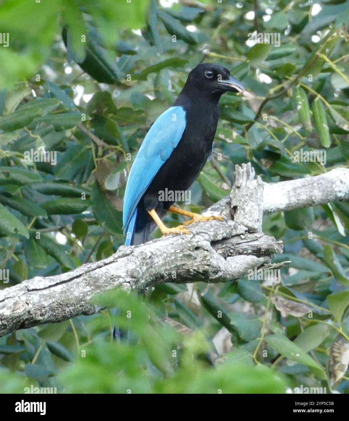 Yucatan jay hi-res stock photography and images - Alamy
