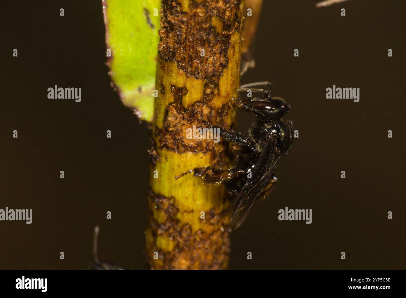 Spiny-legged Stingless bee (Trigona spinipes Stock Photo - Alamy