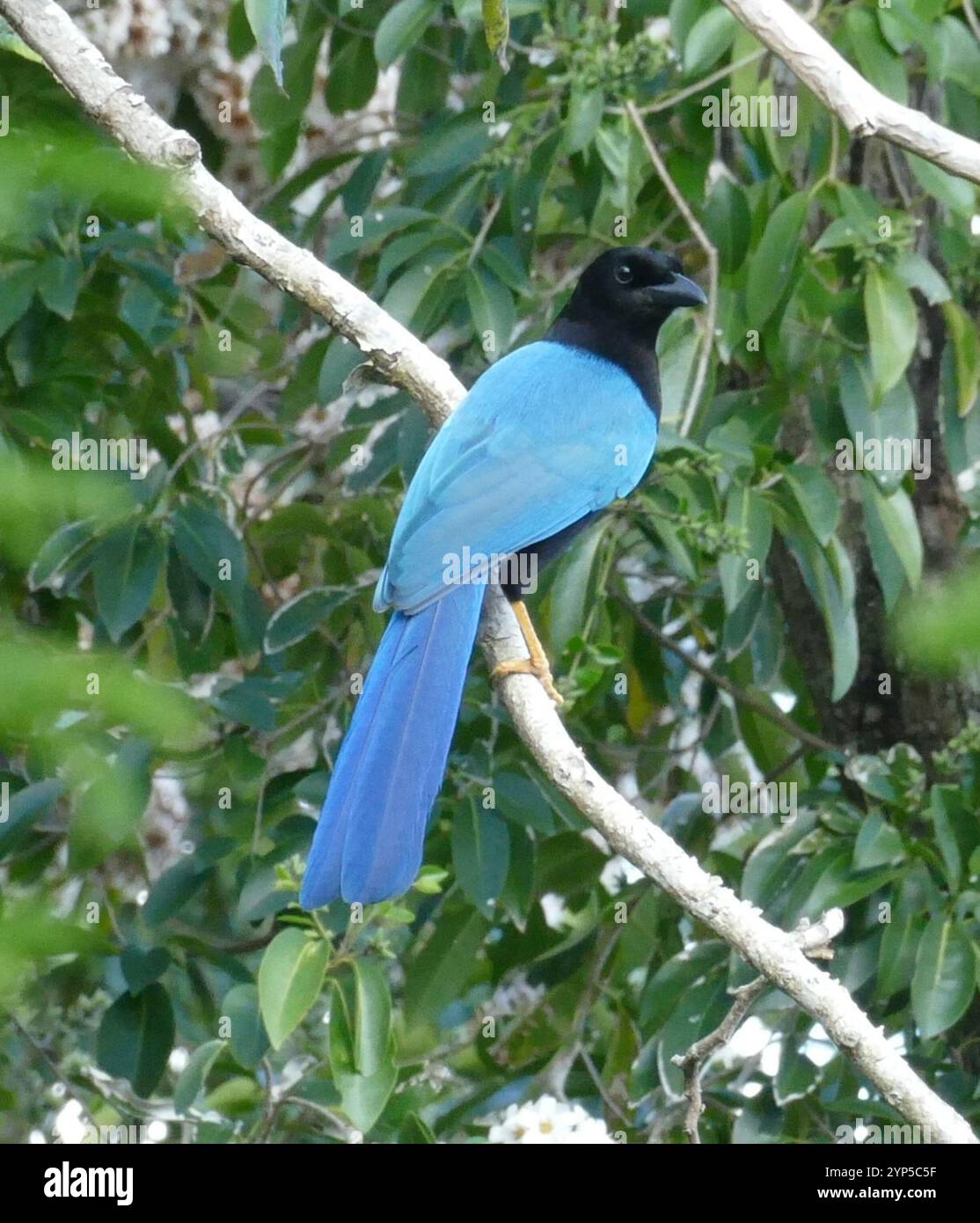 Cyanocorax yucatanicus hi-res stock photography and images - Alamy