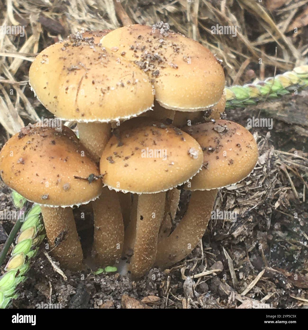 Common Fieldcap (Agrocybe pediades Stock Photo - Alamy