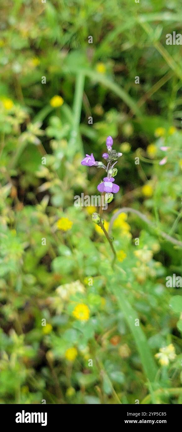 blue toadflax (Nuttallanthus canadensis Stock Photo - Alamy