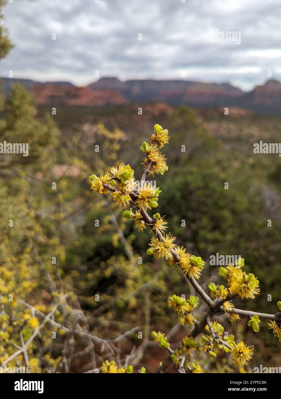 Stretchberry (Forestiera pubescens Stock Photo - Alamy