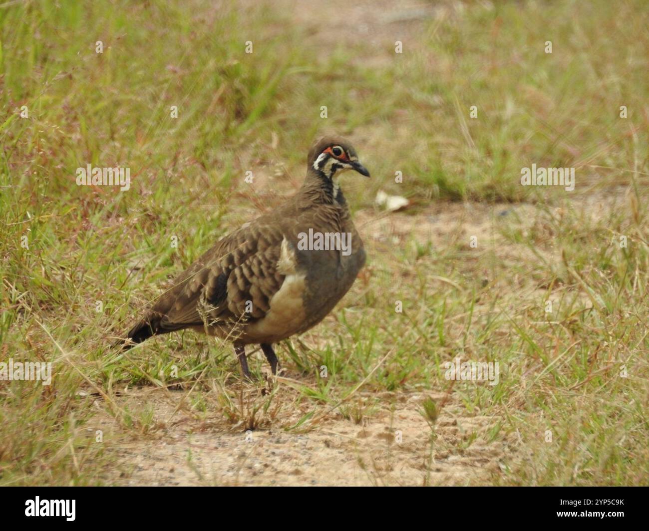 Northern squatter pigeon hi-res stock photography and images - Alamy