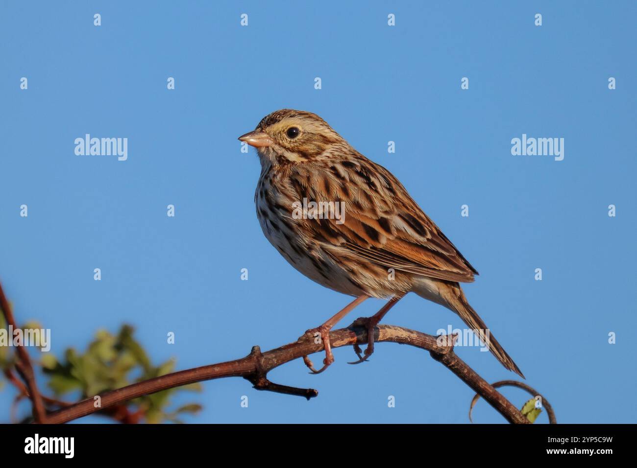 Savannah Sparrow (Passerculus sandwichensis Stock Photo - Alamy