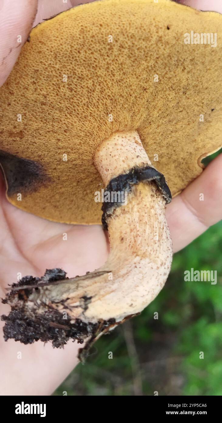 Purple-veiled Slippery Jack (Suillus luteus Stock Photo - Alamy