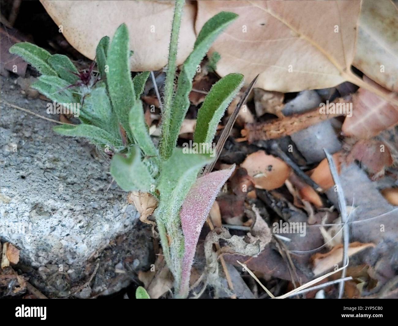 Maltese star-thistle (Centaurea melitensis Stock Photo - Alamy