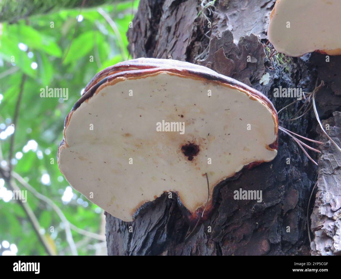 Red-banded Polypore (Fomitopsis pinicola Stock Photo - Alamy
