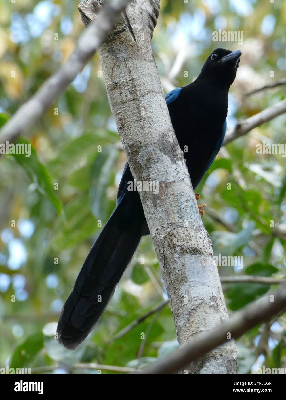 Yucatan Jay (Cyanocorax yucatanicus Stock Photo - Alamy
