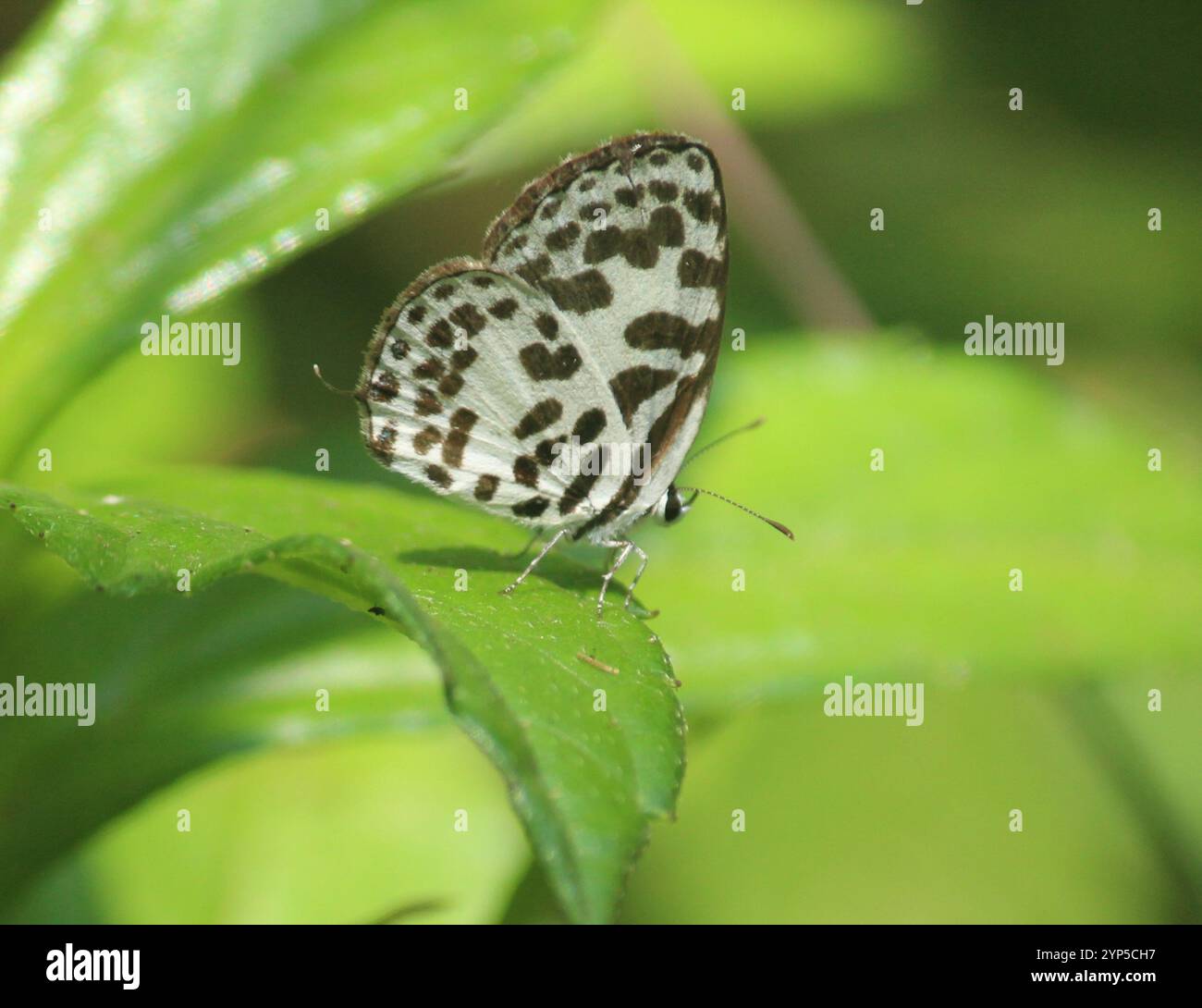 Common Pierrot (Castalius rosimon Stock Photo - Alamy