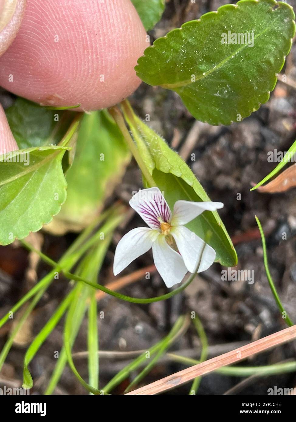primrose-leaved violet (Viola primulifolia Stock Photo - Alamy