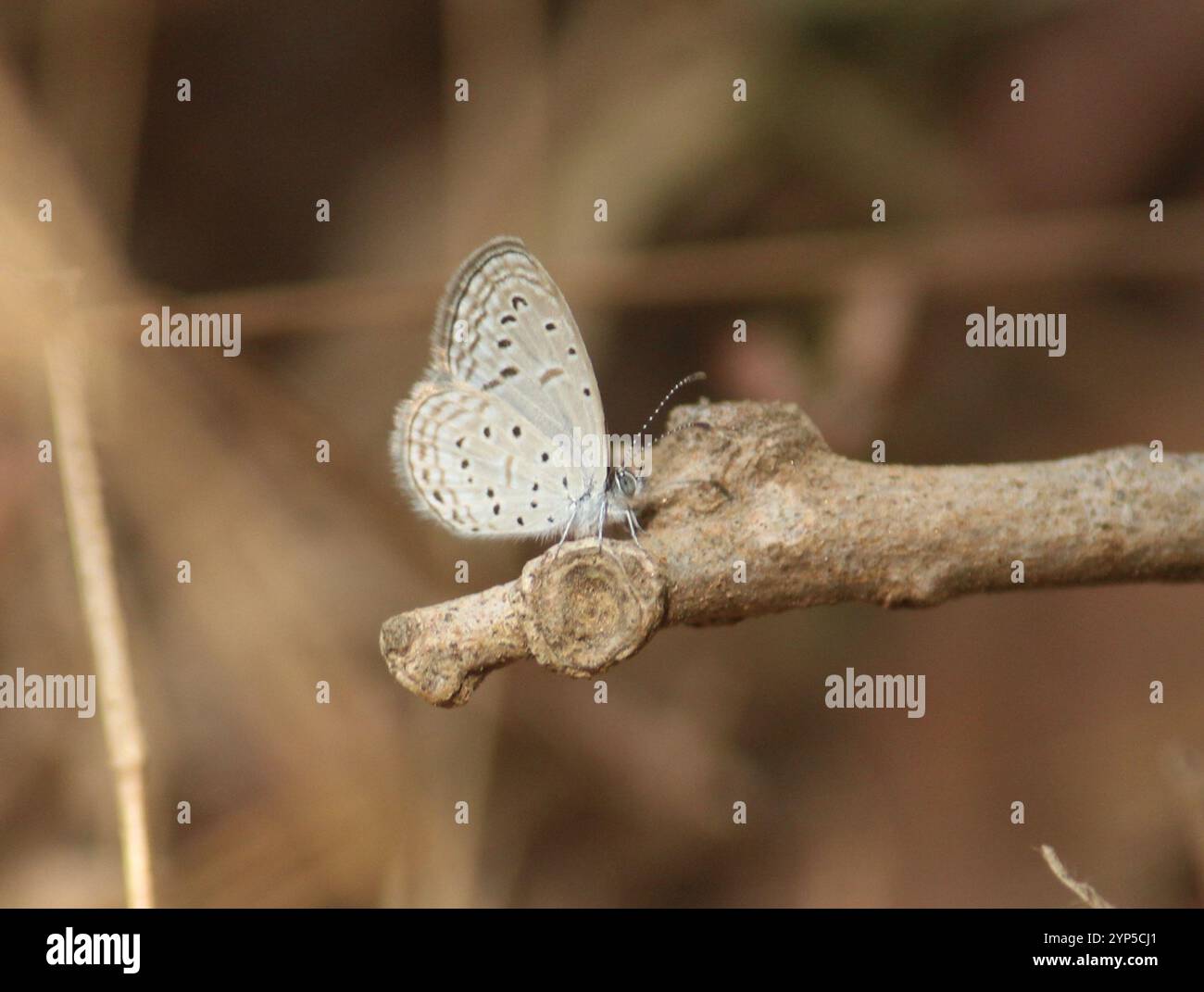 Tiny Grass Blue (Zizula hylax Stock Photo - Alamy