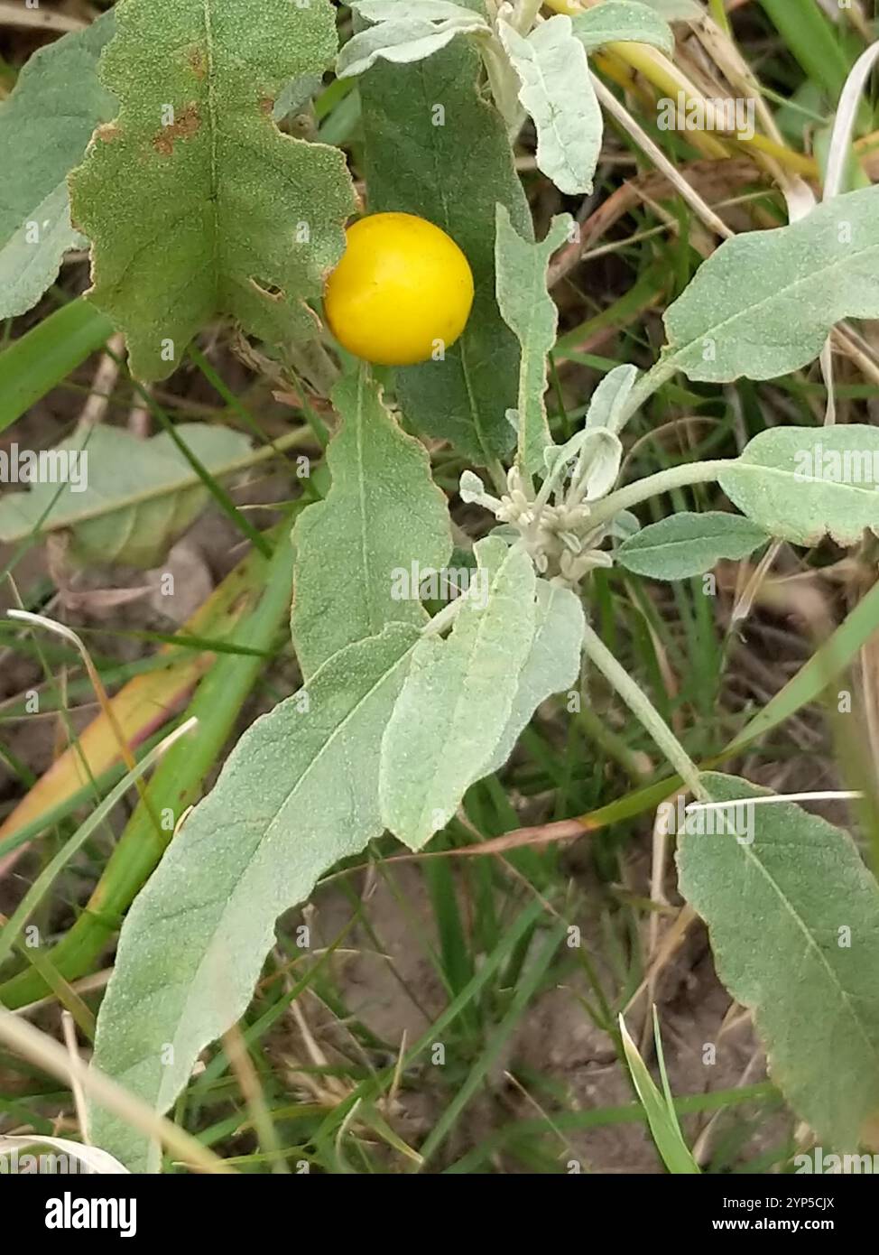 silverleaf nightshade (Solanum elaeagnifolium Stock Photo - Alamy